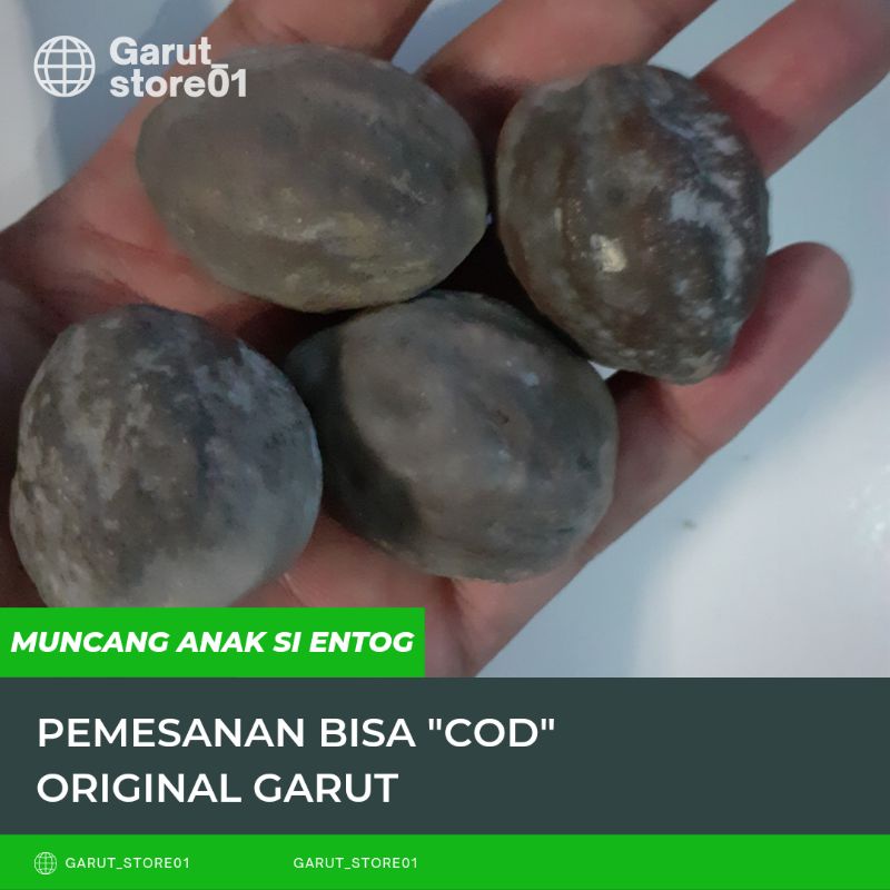 Jual MuNCaNG aDu/KeMiRi aDu aNaK Si eNToG lagi NaiK DauN/Mayit jalim ...