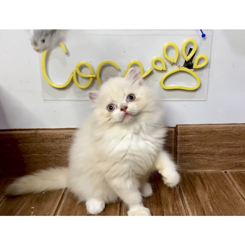 Jual Kucing Persia Lucu Gembul Betina Jantan | Shopee Indonesia