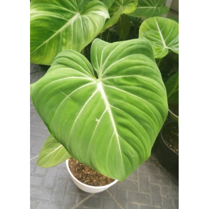 Jual Philodendron Gloriosum | Philo Gloriosum | Shopee Indonesia