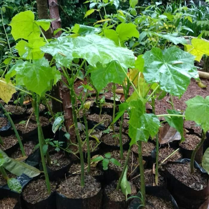 Jual Tanaman Herbal Pohon Jarak Pagar | Shopee Indonesia