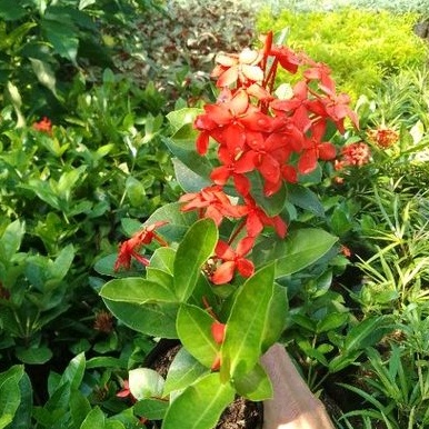 Jual Tanaman Asoka Hawai Merah / Pohon Asoka Hawai Tanaman Hias Cantik ...