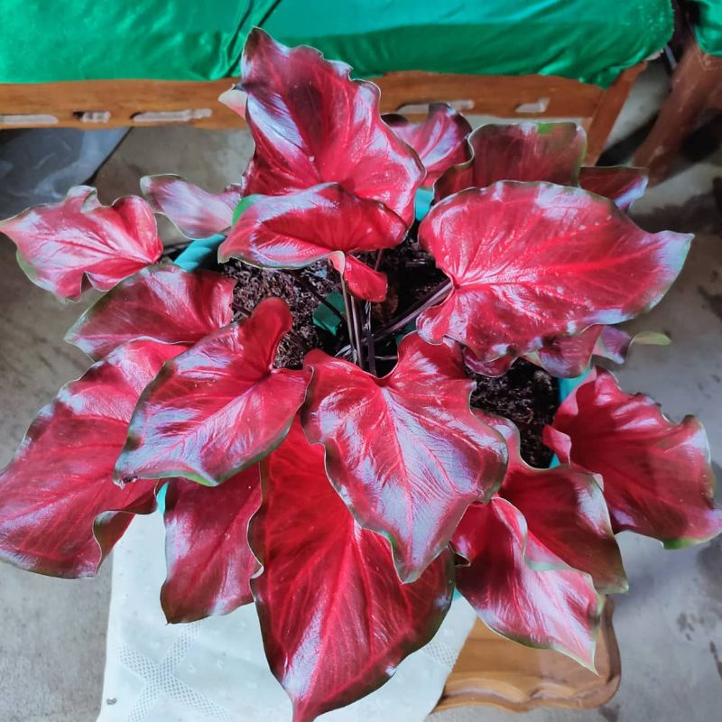 Jual Keladi Red Hot Tanaman Hias Hidup Bibit Bunga Caladium Red Hot ...