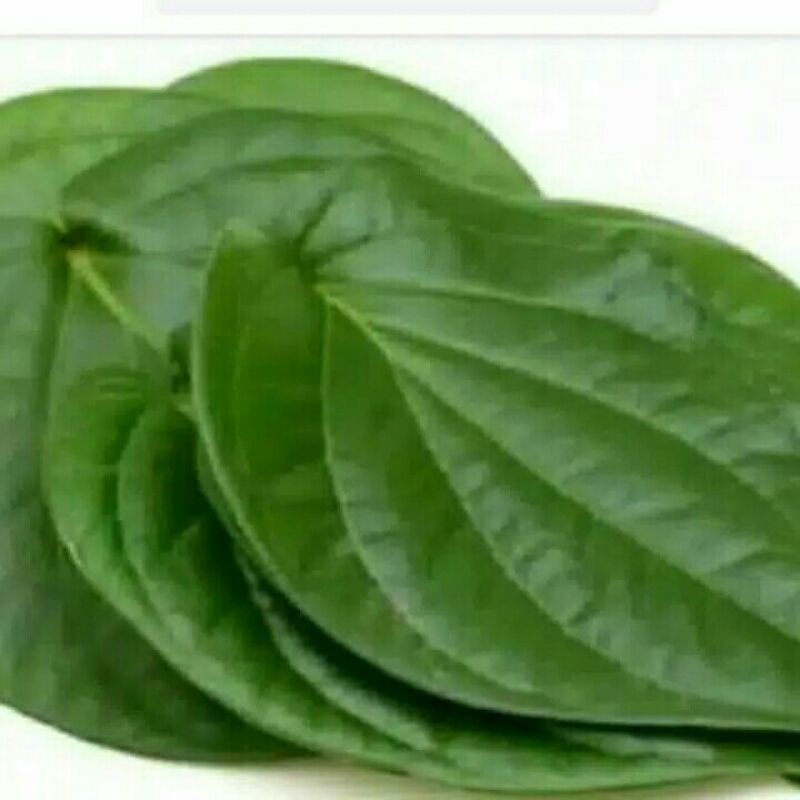 Jual Puri Segar Shop, Daun Sirih Per Ikat 15 Lembar / Fresh | Shopee ...