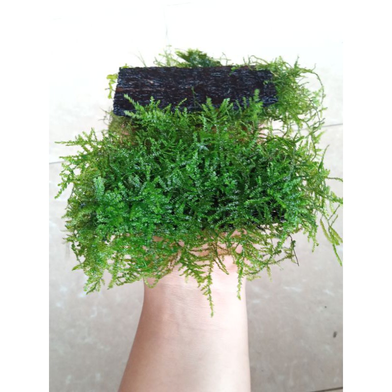 Jual mos weping media pakis lempeng full air tanaman aquascape | Shopee ...