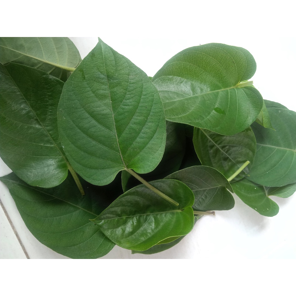 Jual Daun Simbukan atau Daun Kentut 100 gram | Shopee Indonesia