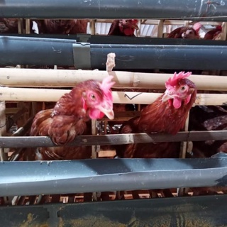Jual bibit ayam petelur Harga Terbaik & Termurah Maret 2024 | Shopee ...