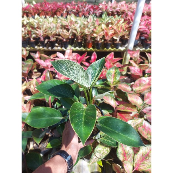 Jual bunga pilo birkin | Shopee Indonesia