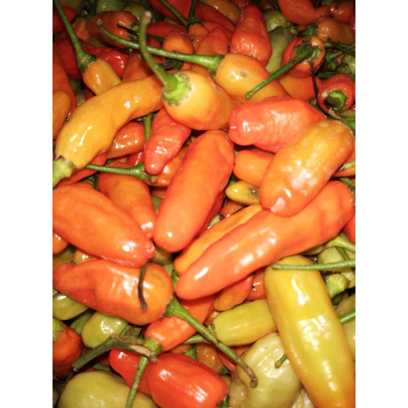 Jual Cabe Rawit Merah Jablay 1kg | Shopee Indonesia
