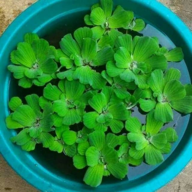 Jual Tanaman apu apu tanaman air kapu kapu - anisa flora | Shopee Indonesia