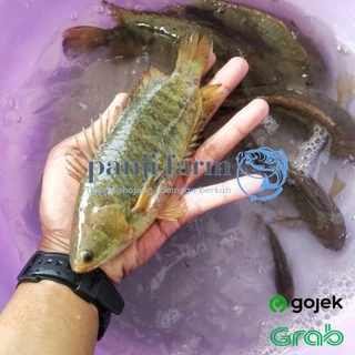 Jual Ikan Betok Terlengkap & Harga Terbaru Februari 2026 | Shopee Indonesia