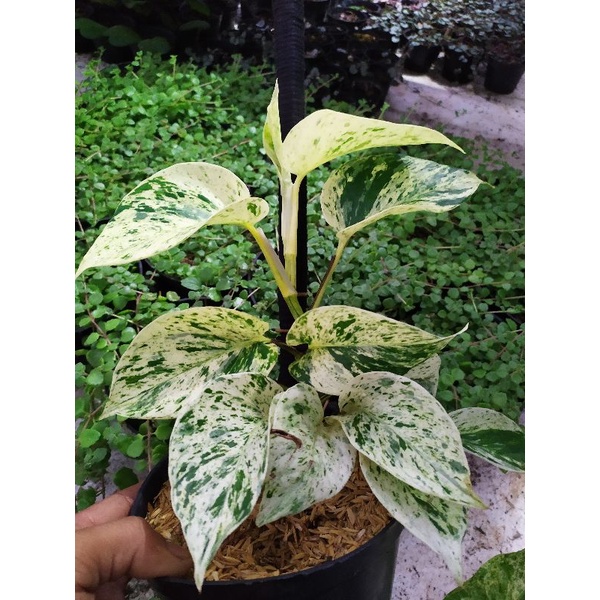 Jual Tanaman Hias sirih marble Queen | Shopee Indonesia