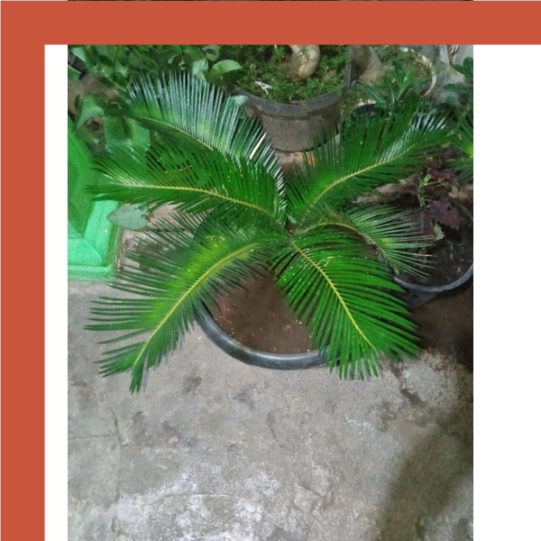 Jual palem sikas berdaun / mawar jambe / tanaman hias palem sikas ...