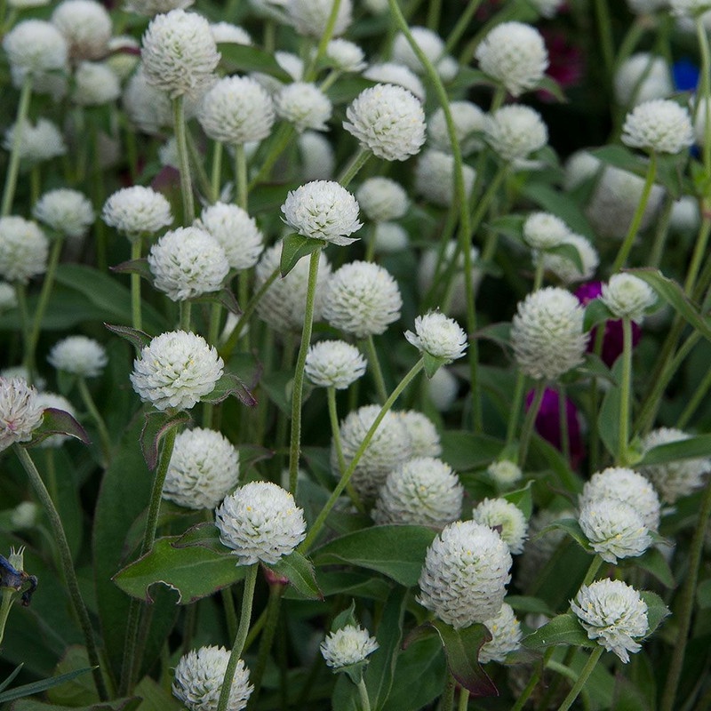 Jual Seed Entrepreneur Bibit Benih Bunga Kenop Putih - 5 Butir | Shopee ...