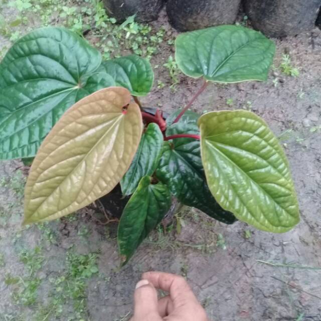 Jual Bunga anthurium sirih | Shopee Indonesia