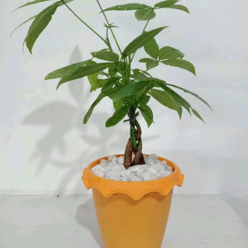 Jual tanaman pachira money tree pohon uang | Shopee Indonesia