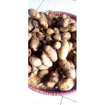 Jual talas satoimo siap konsumsi | Shopee Indonesia