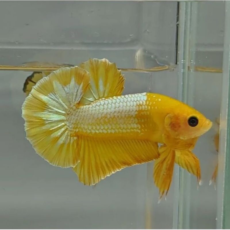 Jual plakat yellow fccp real pict pria | Shopee Indonesia