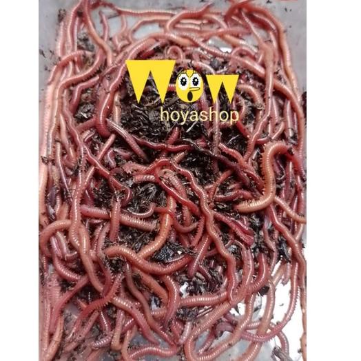 Jual Yuk di order--CACING LAUT NAGA MERAH UMPAN ALAM | Shopee Indonesia