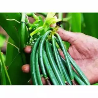 Jual Buah Vanili Terlengkap & Harga Terbaru Juni 2024 | Shopee Indonesia