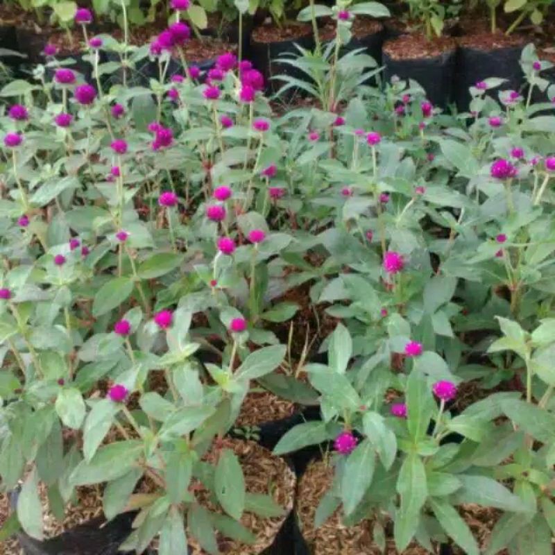 Jual bunga kancing tanaman hias bunga kancing pentul | Shopee Indonesia