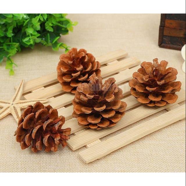 Jual Bunga pinus kering alami bahan rustic - buah pinus - biji pinus ...