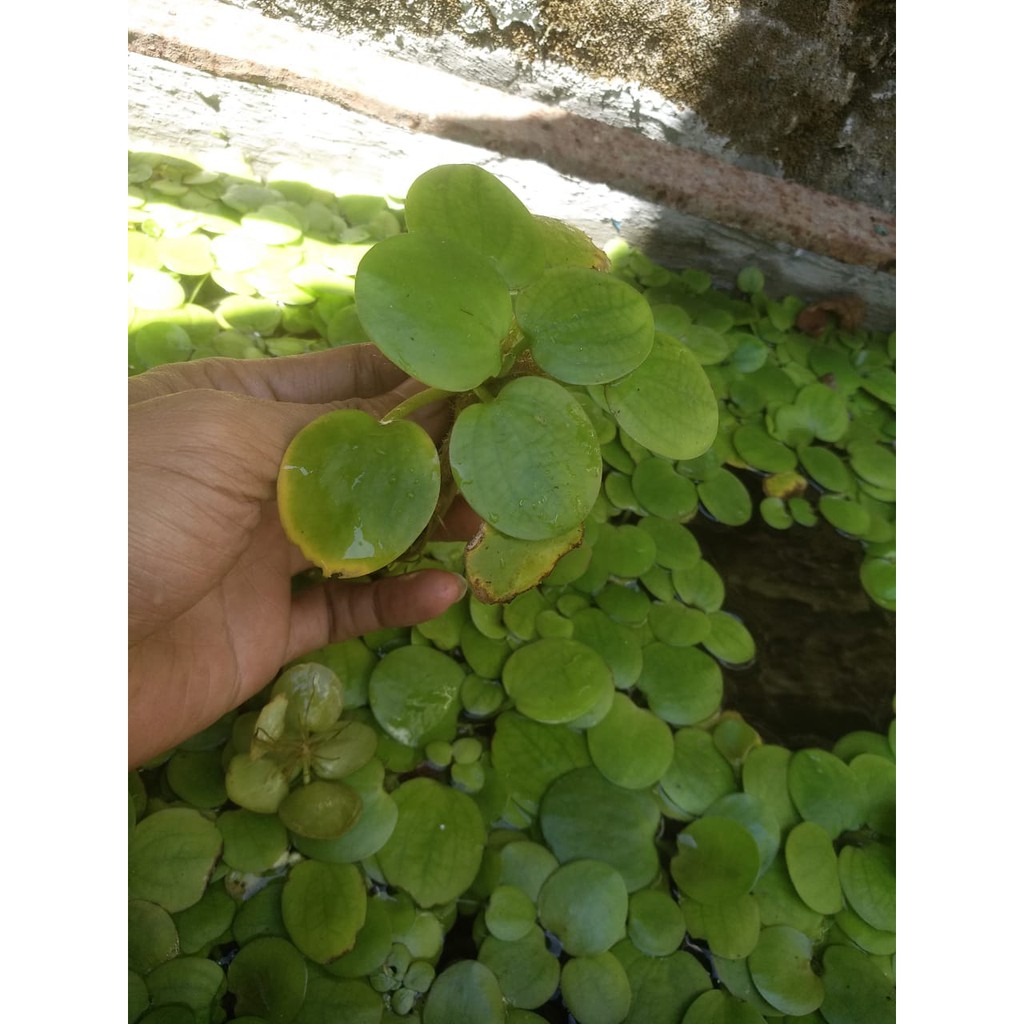 Jual Tanaman Air Amazon Frogbit | Shopee Indonesia