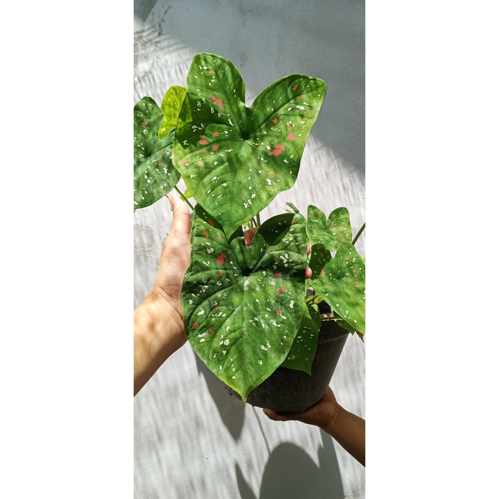 Jual Caladium Bi Color Florida Clown | Shopee Indonesia