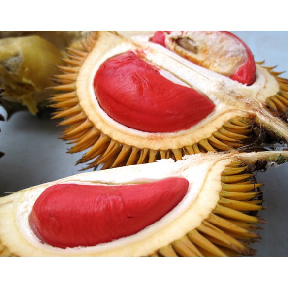 Jual Tanaman Durian Merah (Red Durian) | Shopee Indonesia