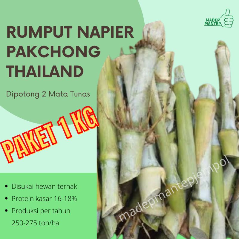 Jual 1 kg Rumput Napier Pakchong Pakcong Thailand Super Unggul cocok ...