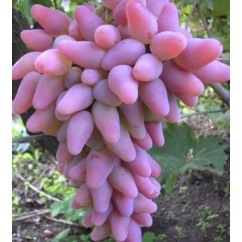 Jual Anggur import varian DUBOVSKY PINK. warna pink yang cantik dan ...