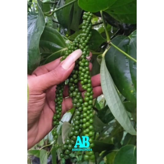 Jual 5 Bibit Lada Sambung Melada Jenis Lada India Srilanka | Shopee ...