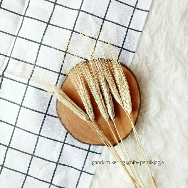 Jual 4 tangkai gandum bulu | Shopee Indonesia