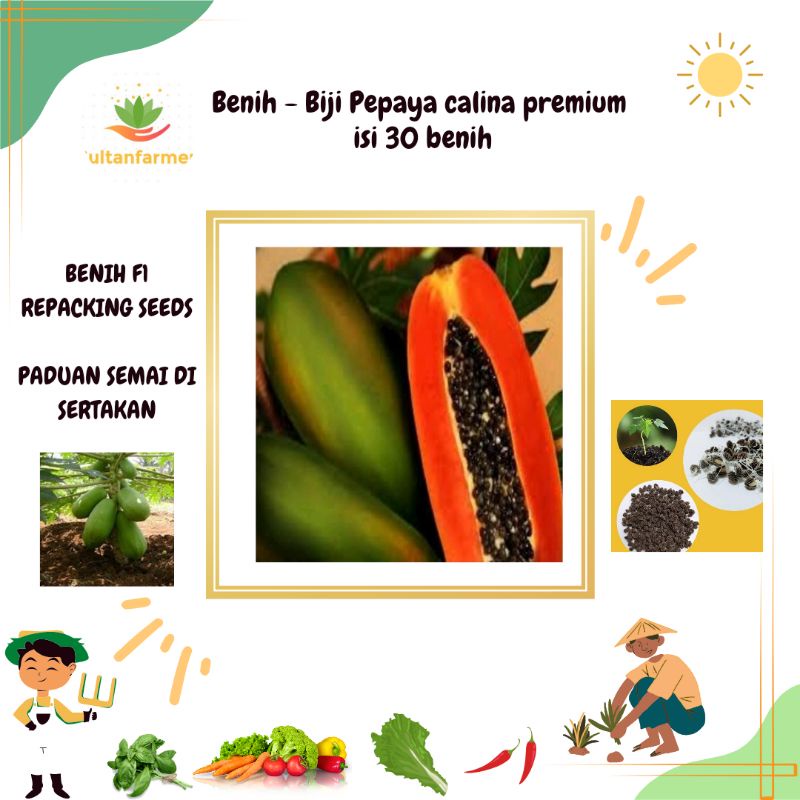 Jual biji pepaya calina premium isi 30 benih | Shopee Indonesia