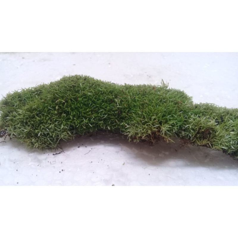 Jual moss darat ( moss mutiara ) | Shopee Indonesia