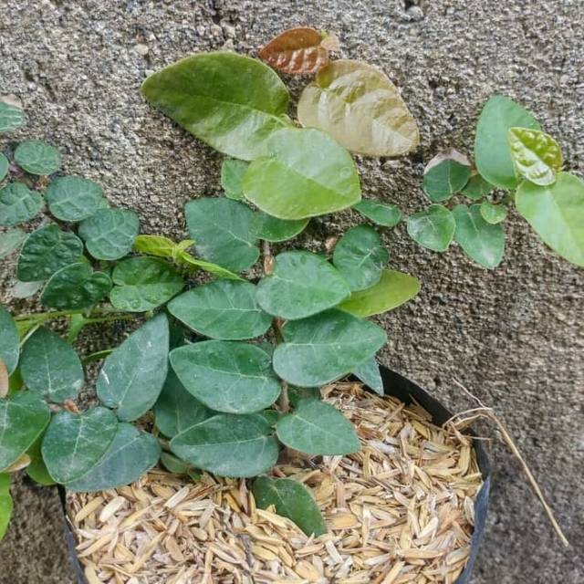 Jual tanaman rambat dollar daun kecil climbing plant vertical garden ...