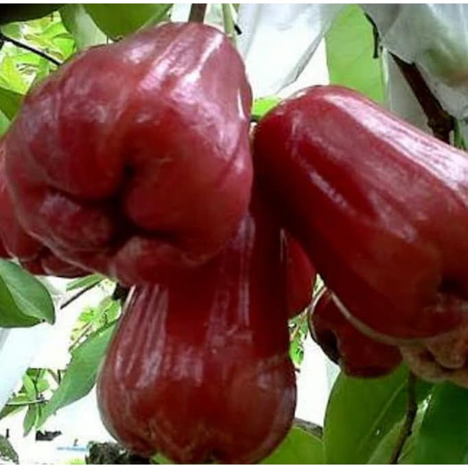 Jual 4 Bibit Jambu Air 2 Madu Deli Dan 2 Kusuma Merah F!Xx | Shopee ...