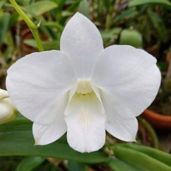 Jual Anggrek Dendrobium ID varian Warna Putih kondisi Dewasa Dan Spike ...