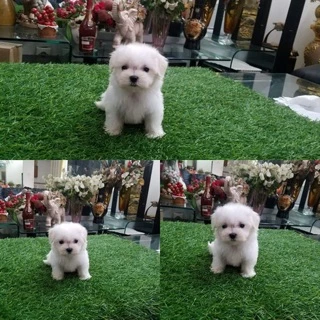 Jual Anjing Maltese Terlengkap & Harga Terbaru Juni 2024 | Shopee Indonesia