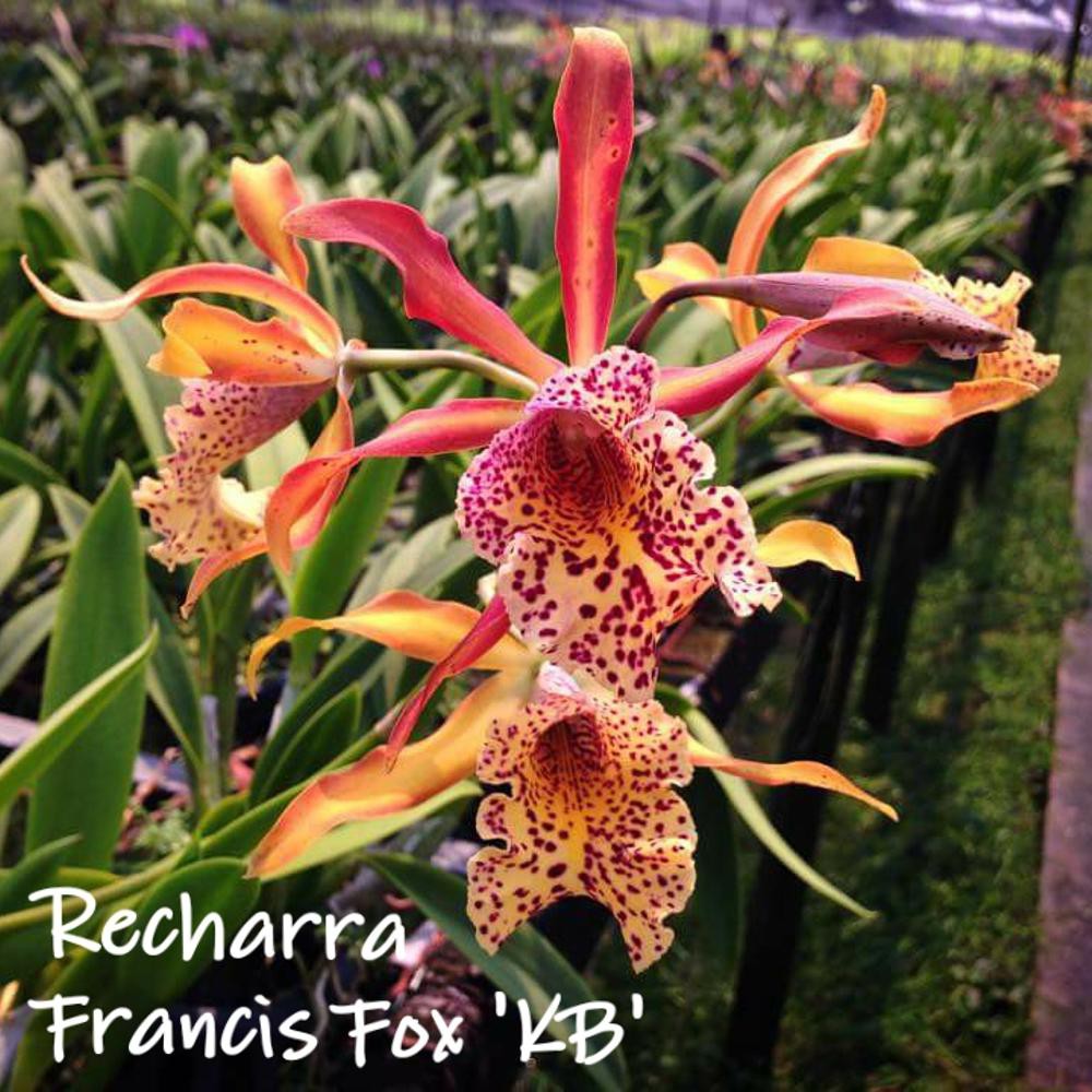 Jual Anggrek Cattleya Recharra Frances Fox -Dewasa | Shopee Indonesia