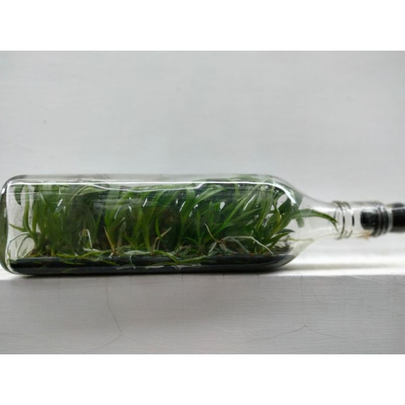 Jual Bibit botolan Dendro Melintir (botol kotak) | Shopee Indonesia