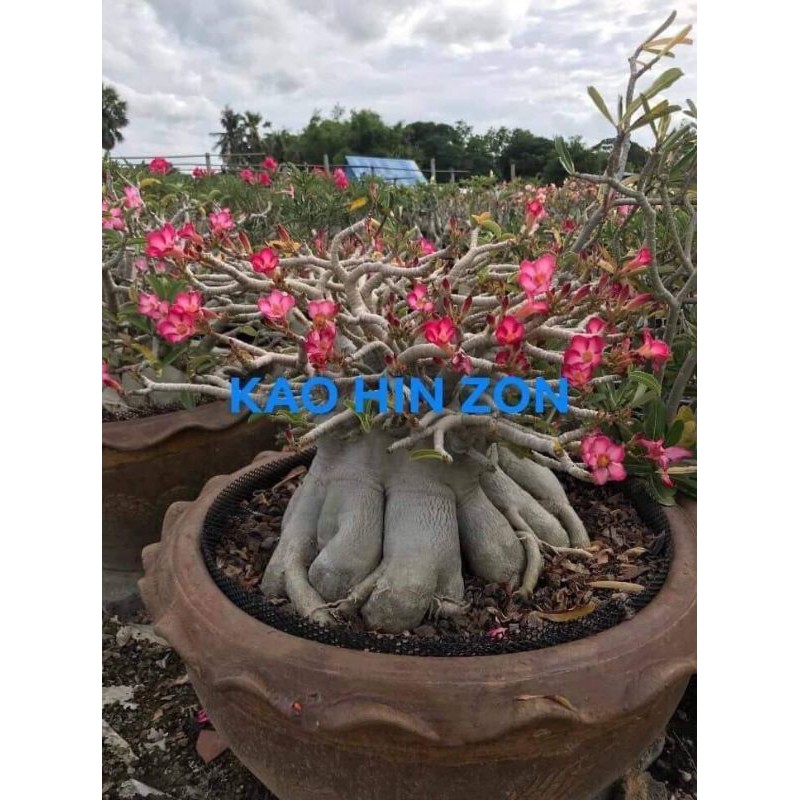 Jual Benih/biji Adenium thaisoco KHZ (kao hin zon) | Shopee Indonesia