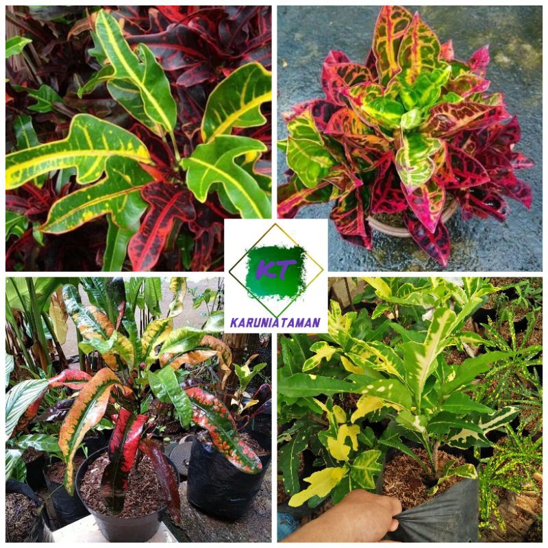 Jual paket pohon puring 4 jenis, puring zet, kura, Kirana, terang bulan ...