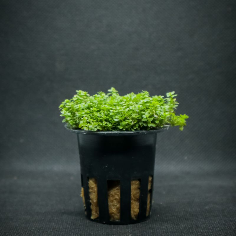 Jual Hc Cuba ( Tanaman Carpet Aquascape) Tumbuhan Air Aquarium | Shopee ...