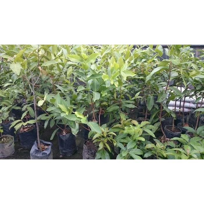 Jual Tanaman Jambu air bajang leang | Shopee Indonesia