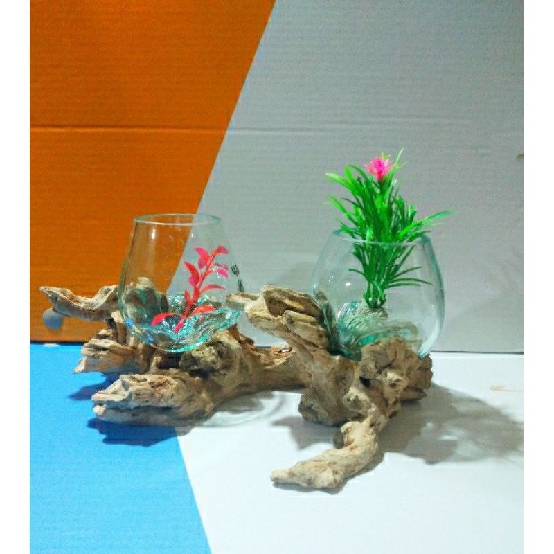 Jual Aquarium Akar Kayu Khas Bali Size 10cm Double Glass | Shopee Indonesia