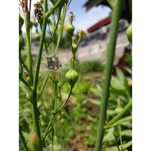 Jual BENIH BIJI FUMAK SEGAR LANGSUNG DARI BUNGA 100% fresh ...
