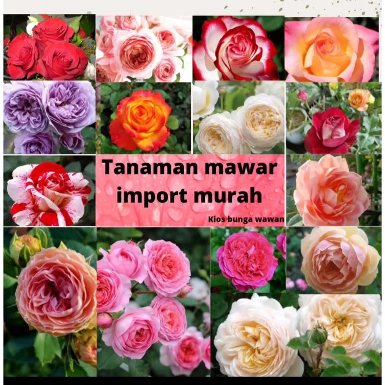 Jual Tanaman Bunga mawar import murah | Shopee Indonesia