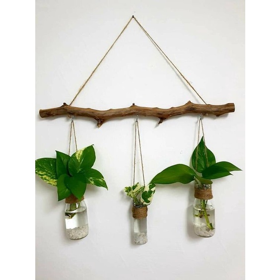 Jual RANTING POHON TEMPAT GANTUNGAN TANAMAN - RANTING POHON GANTUNGAN ...