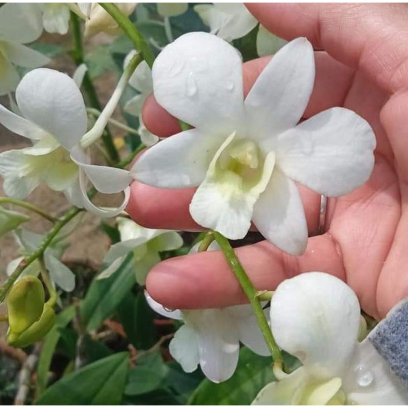 Jual Anggrek Dendrobium Paramote White / Bunga Putih Dewasa Sudah Spike ...