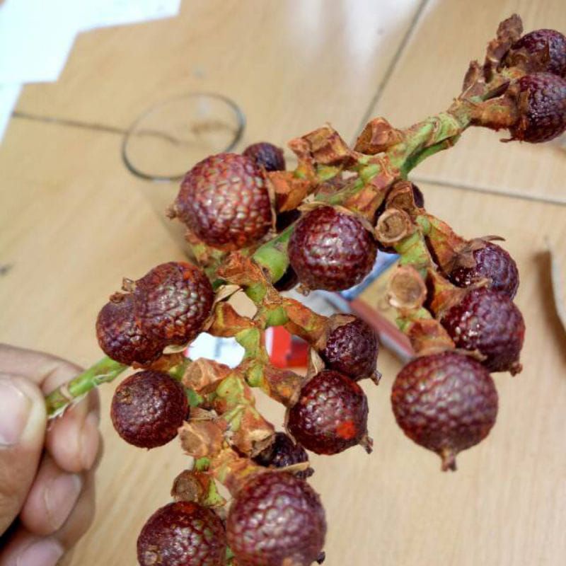 Jual BUAH JERNANG MERAH SEGAR BLOOD DRAGON 1 kg | Shopee Indonesia